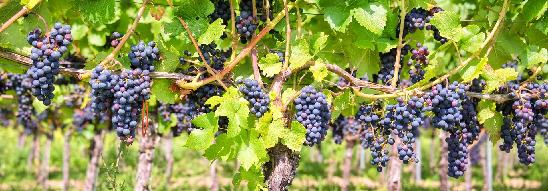 Italy Travel Insurance Quotes | Zoom to it!